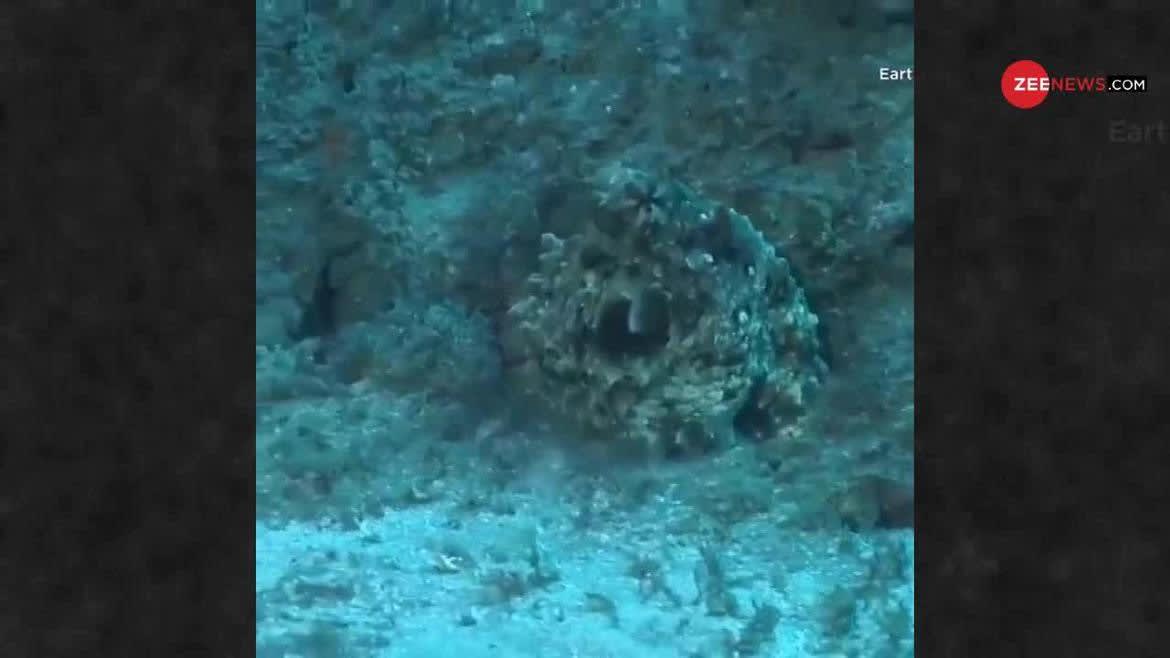 Watch Breaking News Viral Video: Watch this amazing sea animal, goes ...