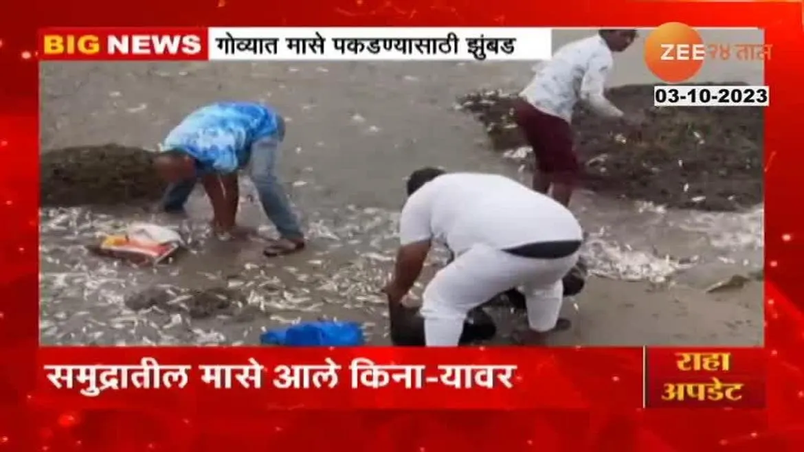Watch Breaking News Goa people Busy On Catching Fish On Beach | ZEE5 ...