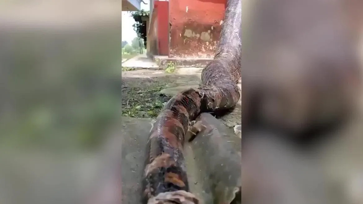 Watch Breaking News world longest snake video viral at social media ... Watch Breaking News world longest snake video viral at social media ...