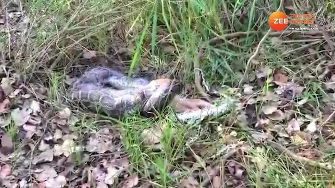 Watch Breaking News video of python shocking attack deer within a ...