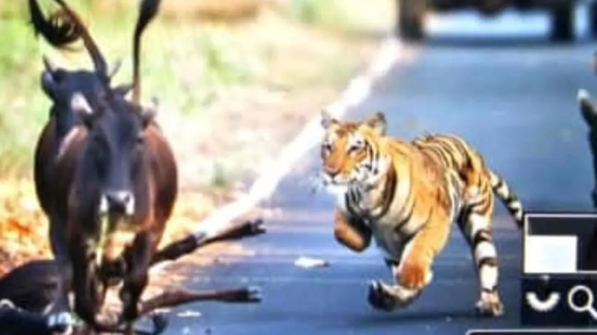 Watch Breaking News LIVE VIDEO of Tiger's attack: came underfoot in ...