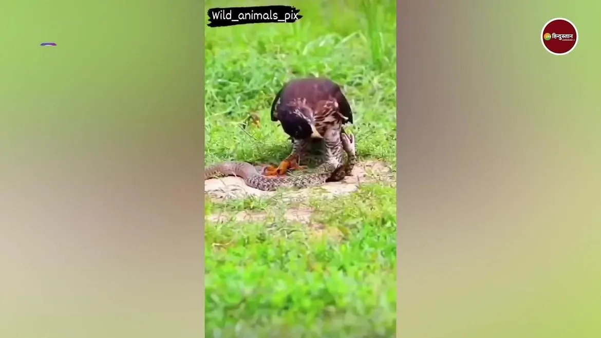 Watch Breaking News viral video of snake and eagle fight will leave you ...