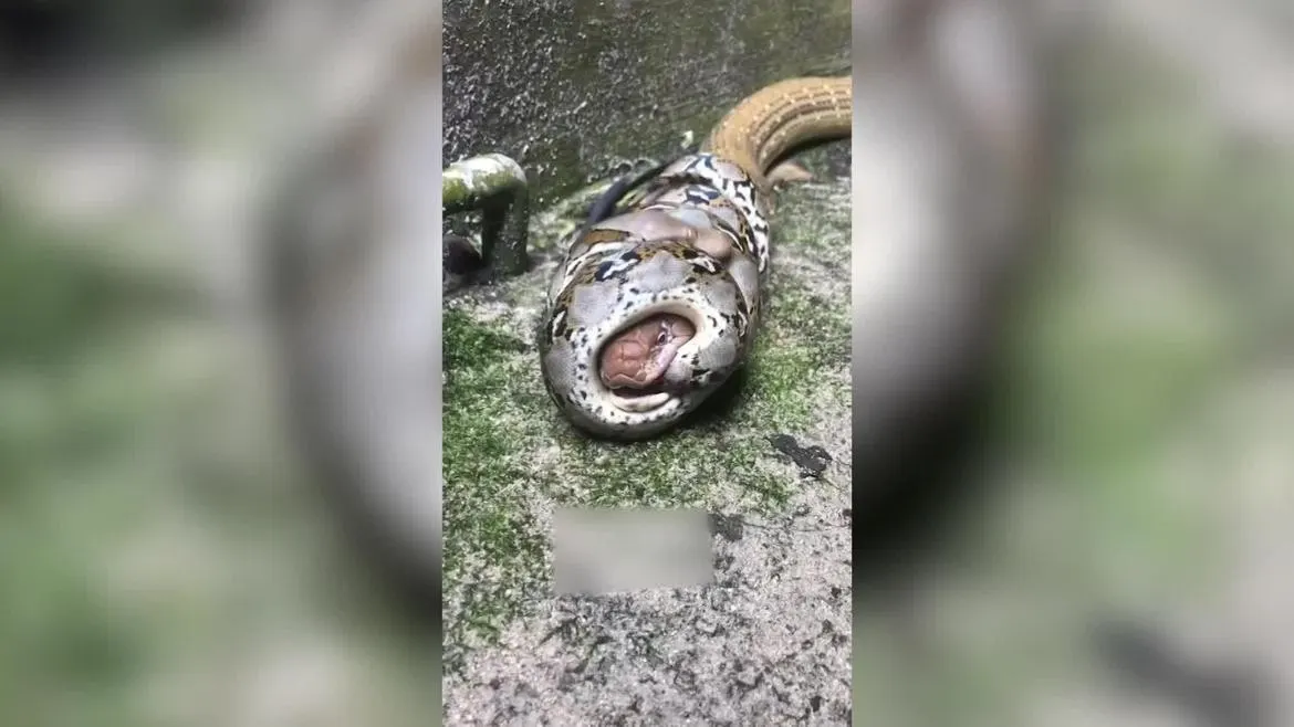 Watch Breaking News shocking video of two python swallowing each other ...