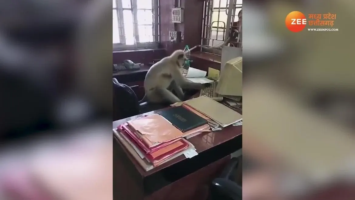 Watch Breaking News Monkey handling government office Typing on ...