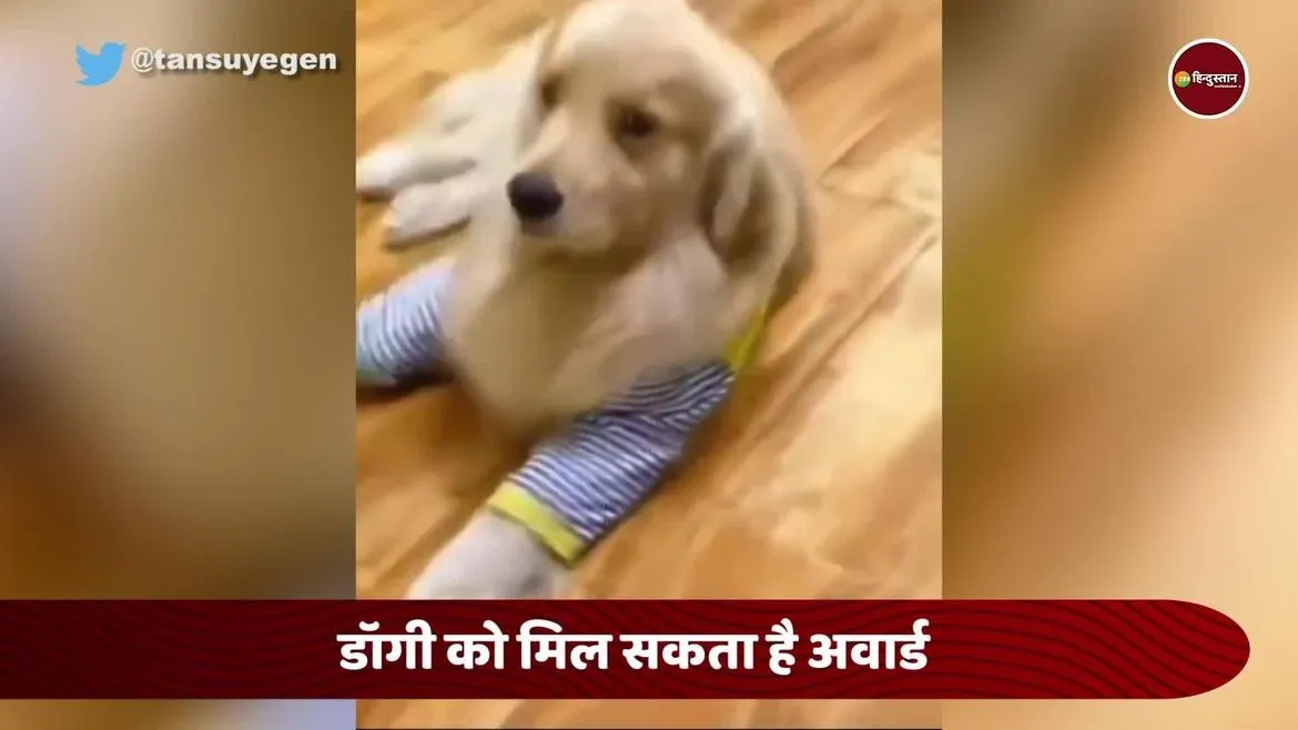 Watch Breaking News dog acting will blow your mind because of dogs ...
