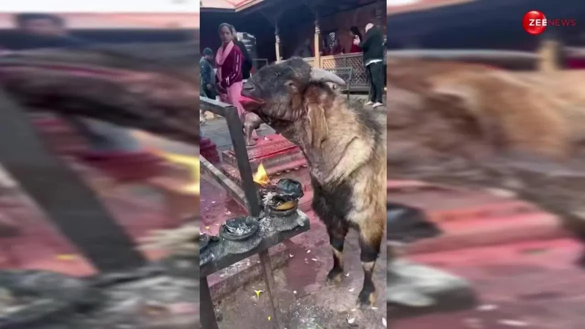 Watch Breaking News Video of goat burning alive in fire went viral ...