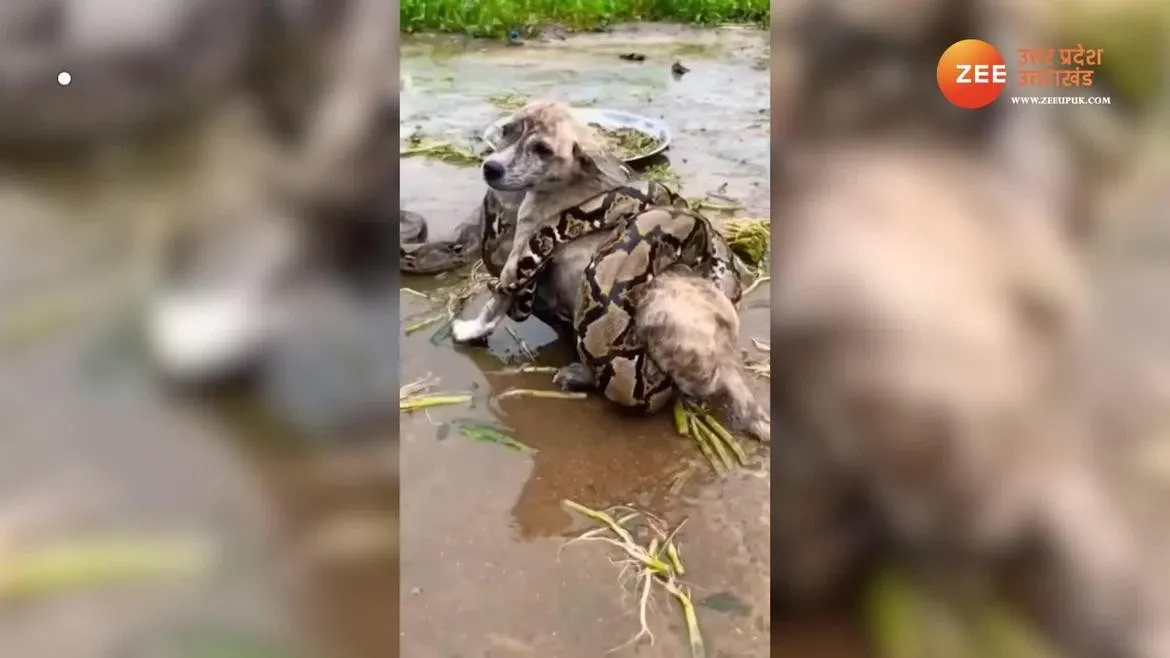 Watch Breaking News python viral video big snake did hunt of cute puppy ...